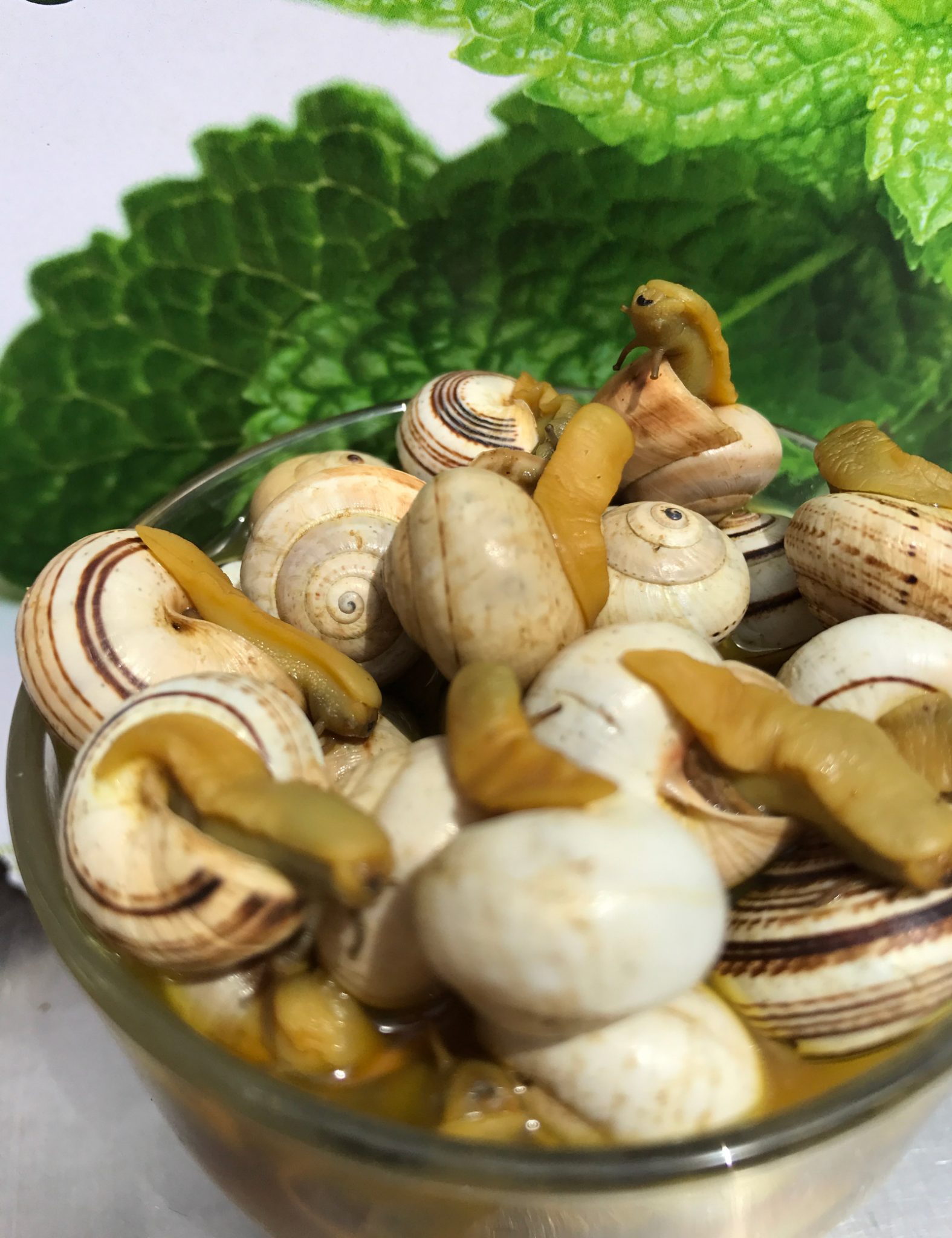 Blanquillos a la hierbabuena (caracoles chicos en caldo) – Caracol Cordobes